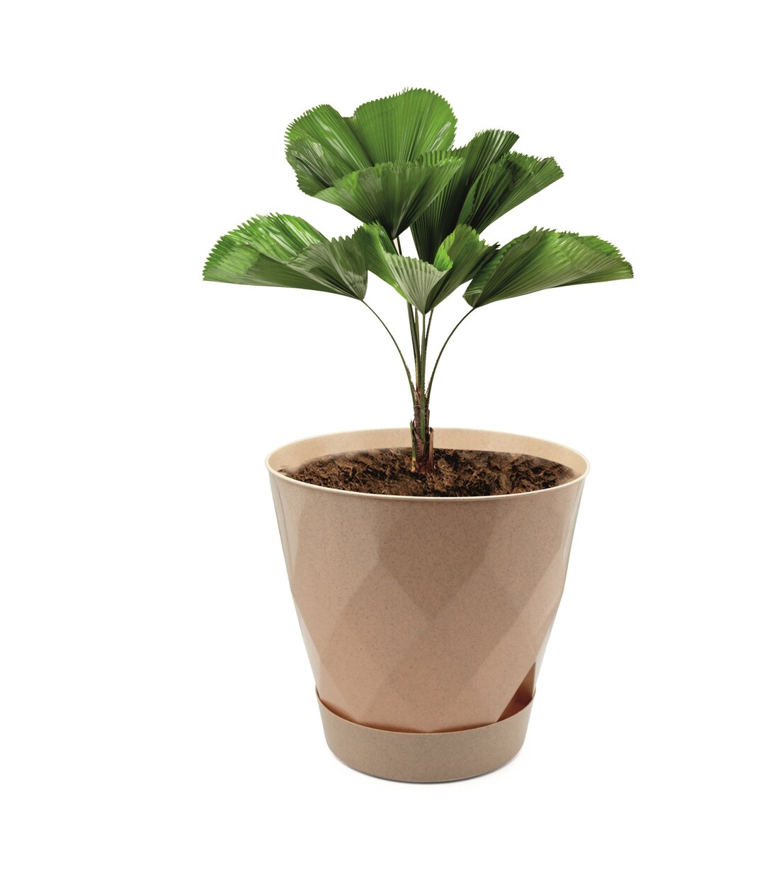 Planters - Homeware and Kitchenware Products Online in India ...